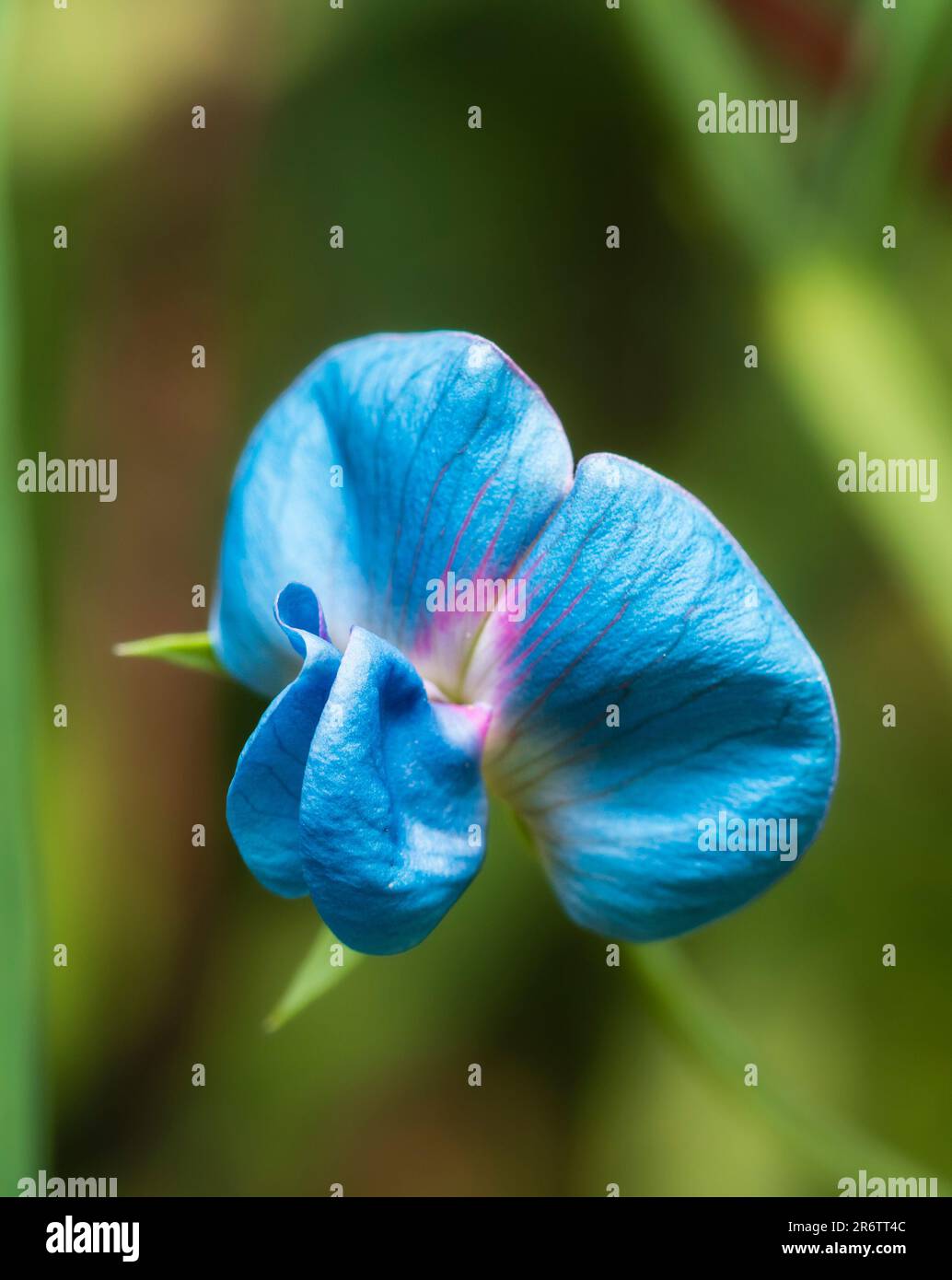 Single flower of the hardy annual blue flowered climbing pea, Lathyrus ...