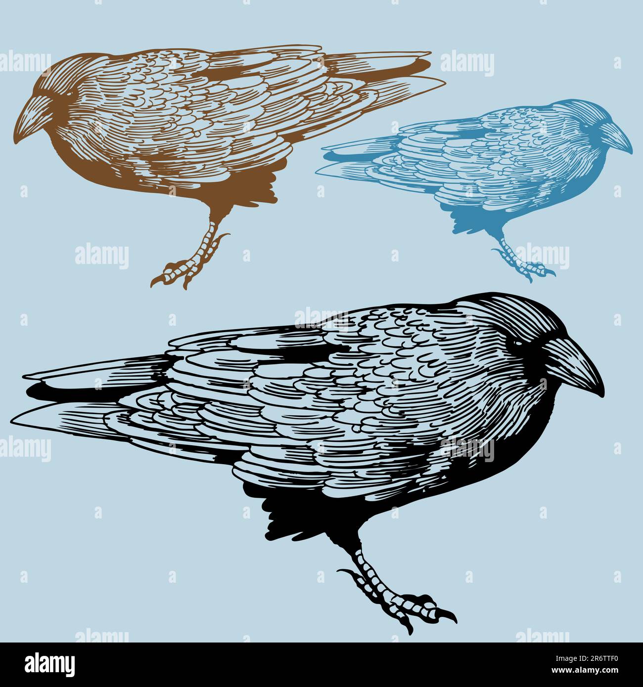 North American Crow in a loose hand drawn inking style Stock Vector ...