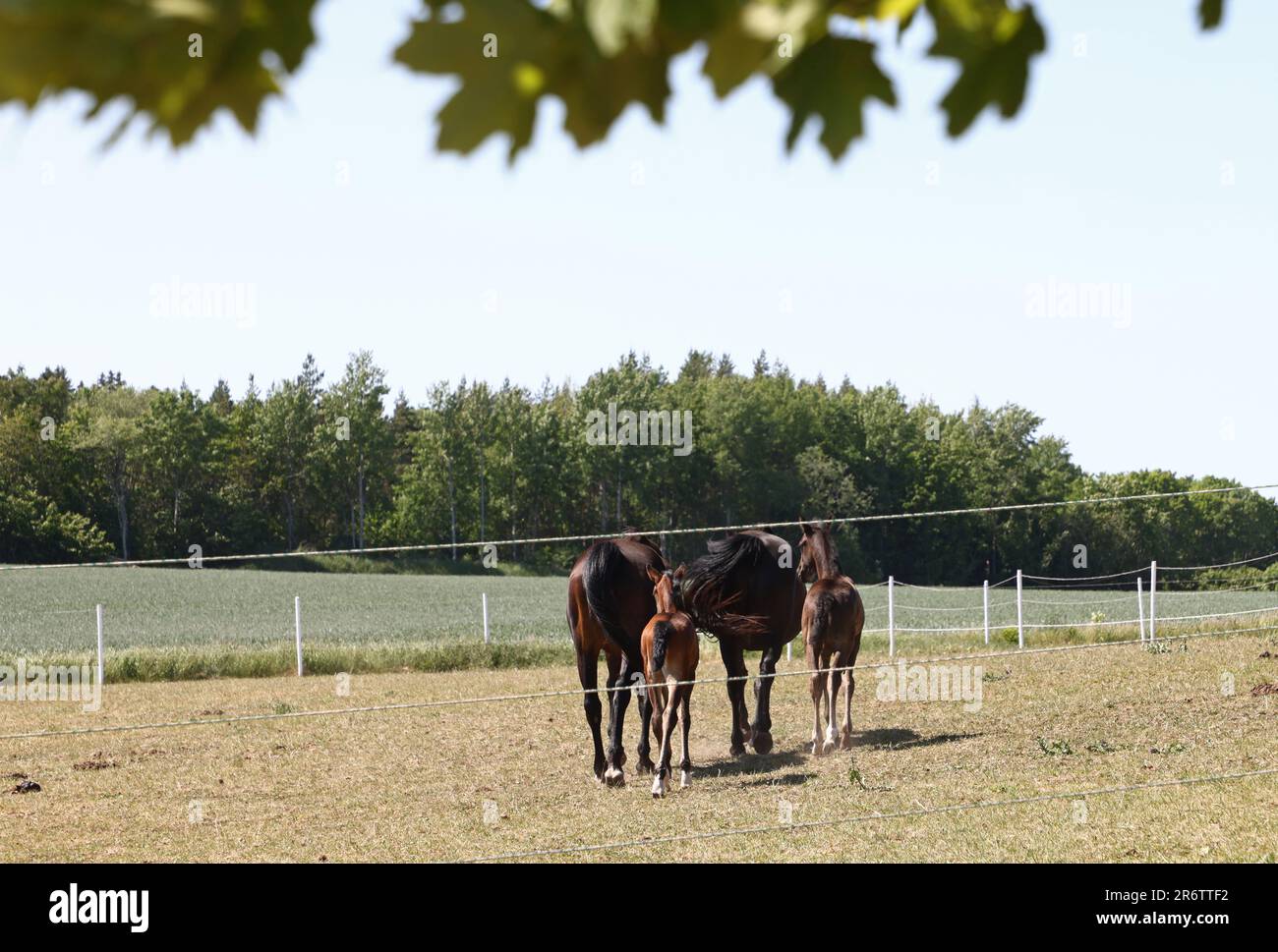 Hagebyhöga, Sweden. 11th, June, 2023. Seasonal weather, heat wave in ...