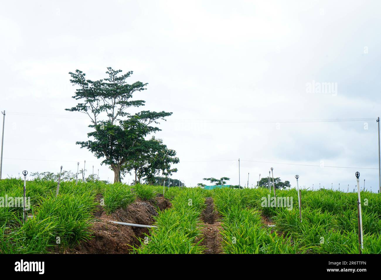 Commercial cultivation of ginger, Zingiber officinale, in a village ...