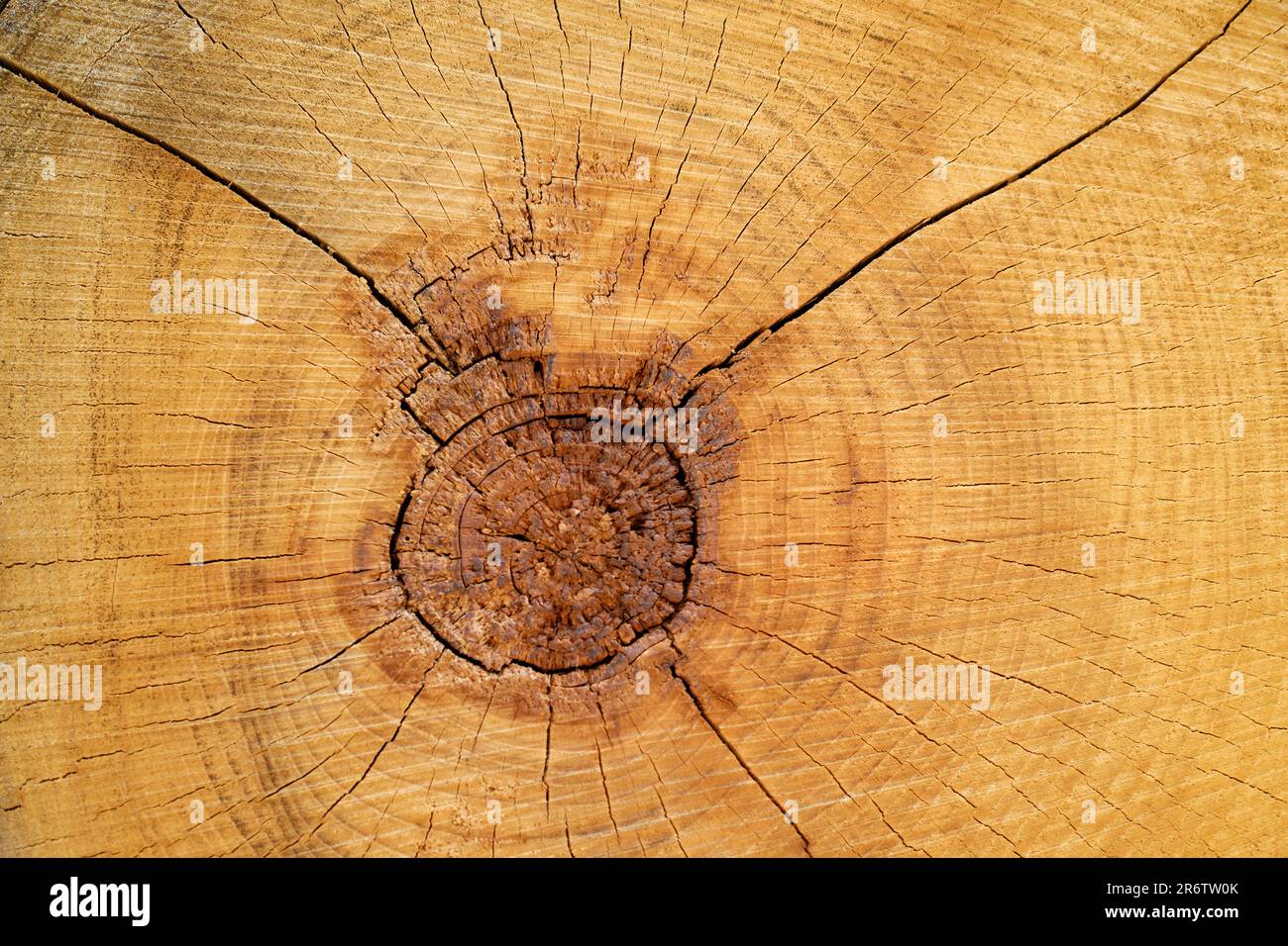 Cross section tree trunk burn hi-res stock photography and images - Alamy