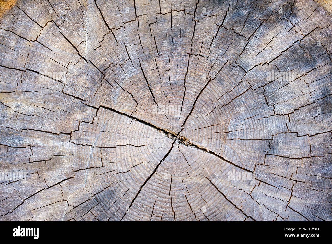 Cross-section of a chopped down tree and cracked radiating patterns ...