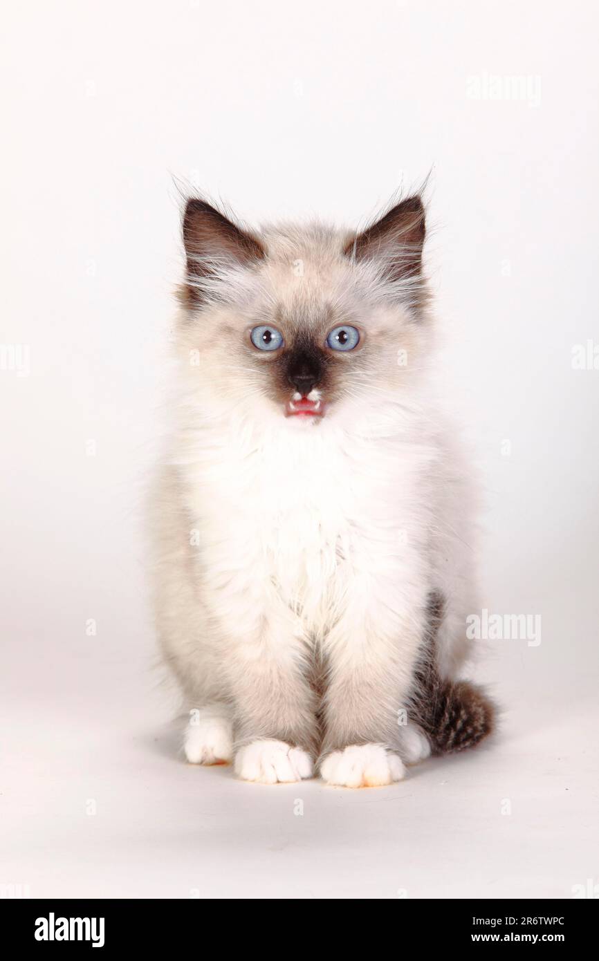 Neva Masquarade, kitten, 8 weeks, Siberian Forest Cat, Siberian cat ...