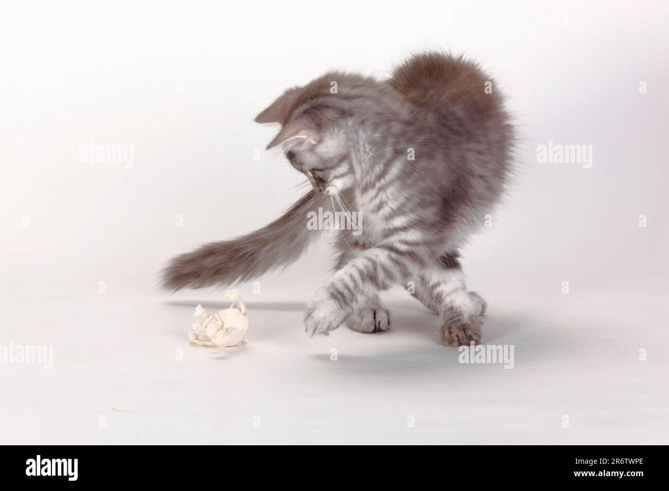 Siberian Mouse 3