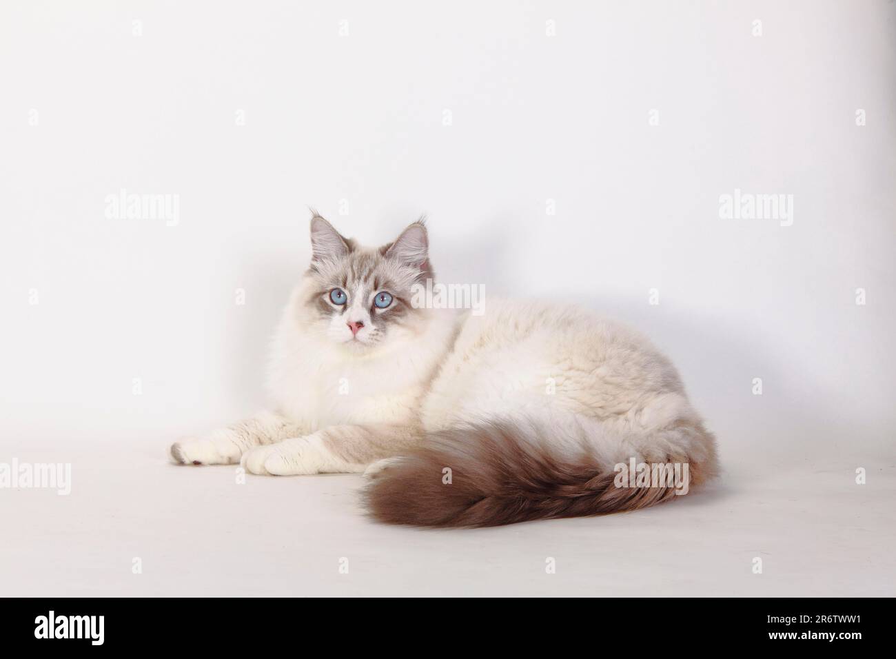 Neva Masquarade, Male, Siberian Forest Cat, Siberian Cat, Siberia, Neva ...