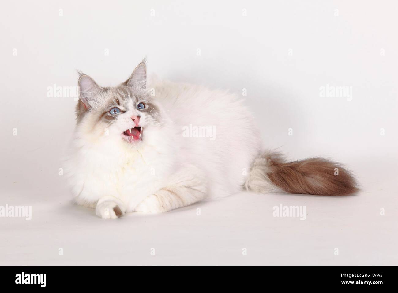 Neva Masquarade, Male, Siberian Forest Cat, Siberian Cat, Siberia, Neva ...