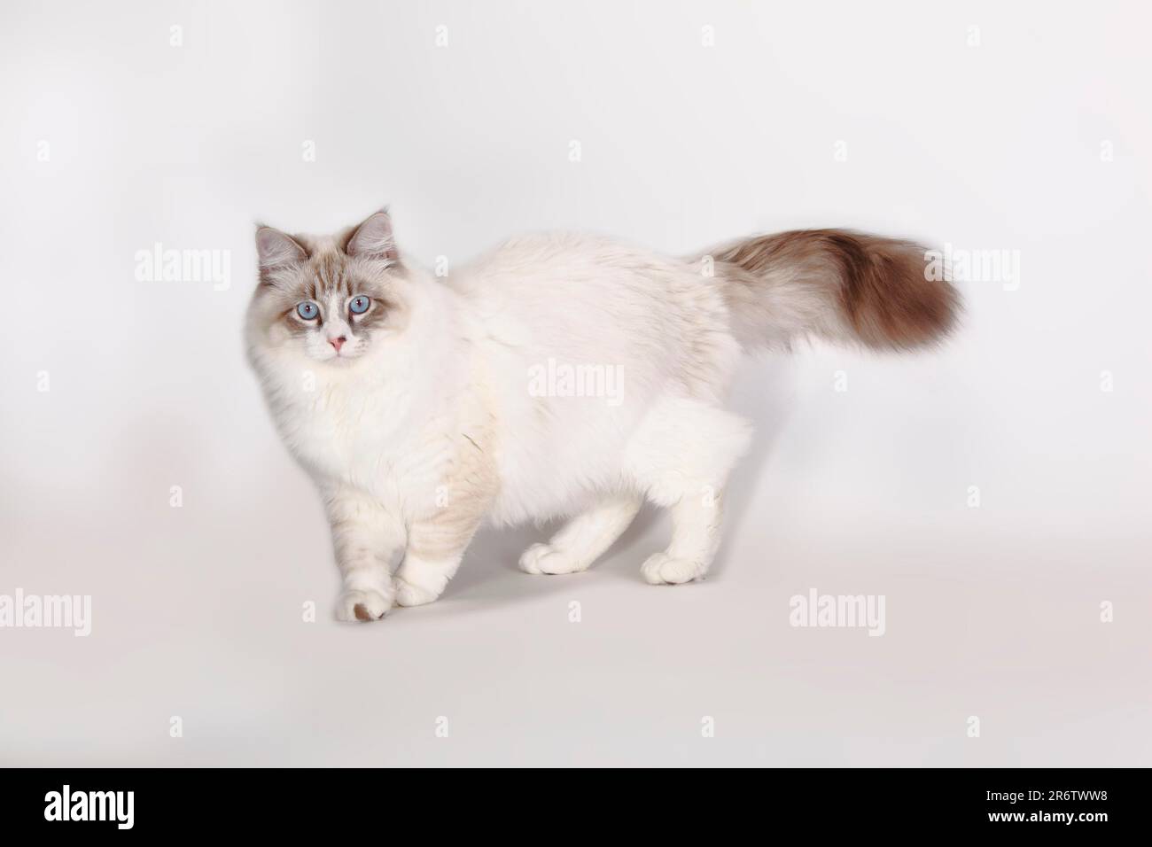 Neva Masquarade, Male, Siberian Forest Cat, Siberian Cat, Siberia, Neva ...