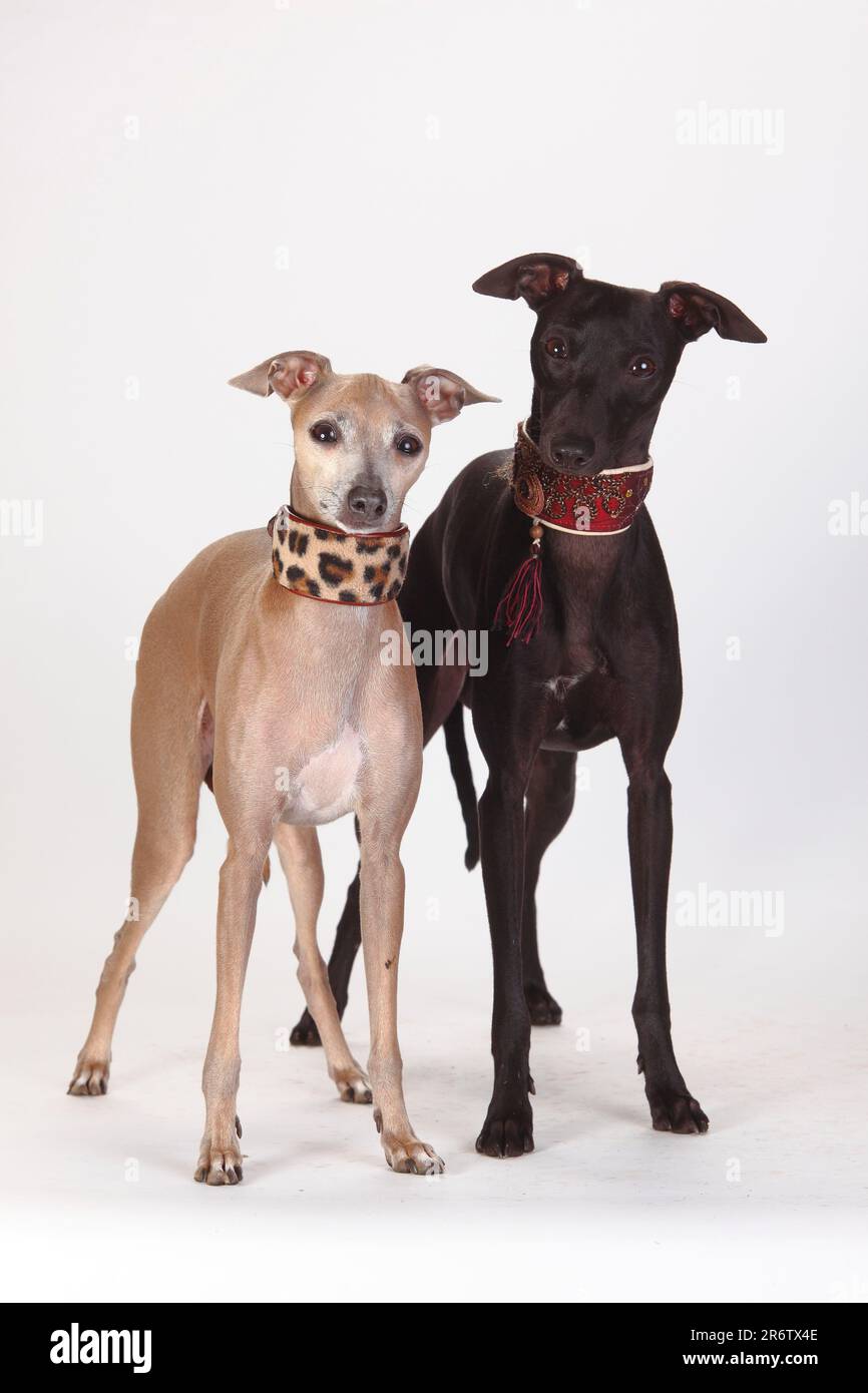 Italian Greyhound Collar, Piccolo Levriero Italiano, Collar, Greyhound ...