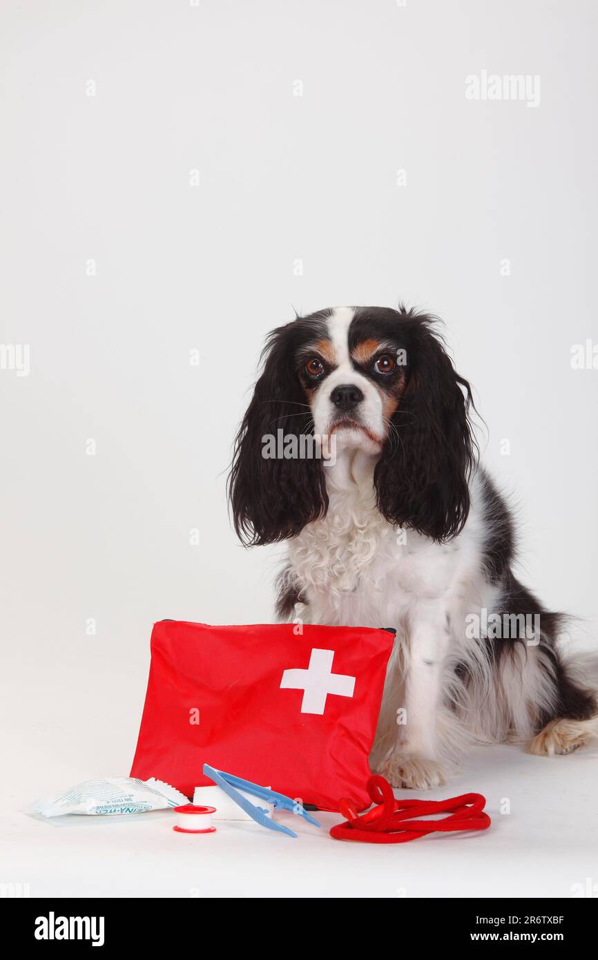 Cavalier King Charles Spaniel, tricolour, with dog first aid kit Stock ...