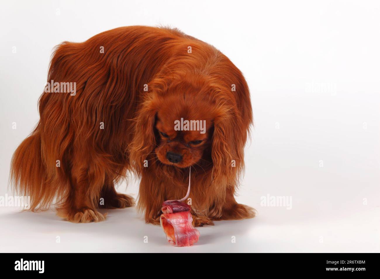 Cavalier King Charles Spaniel, ruby, eats raw meat, raw bones, trotting ...