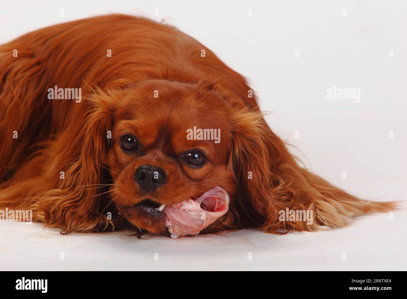 Beef trachea hi-res stock photography and images - Alamy