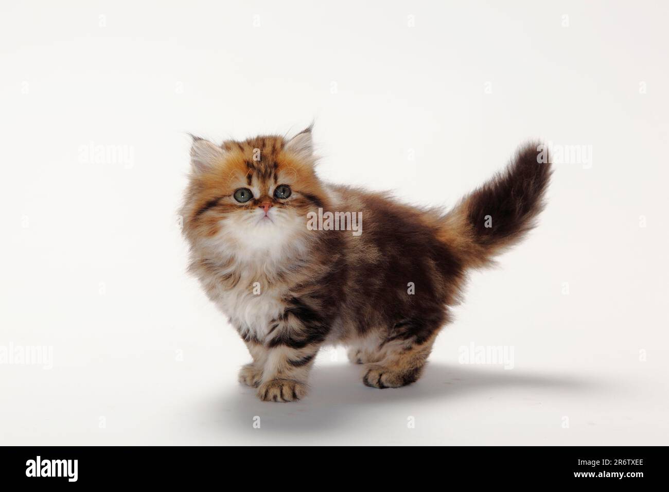 British longhair cat, kitten, 8 weeks, black-golden-classic, Highlander ...