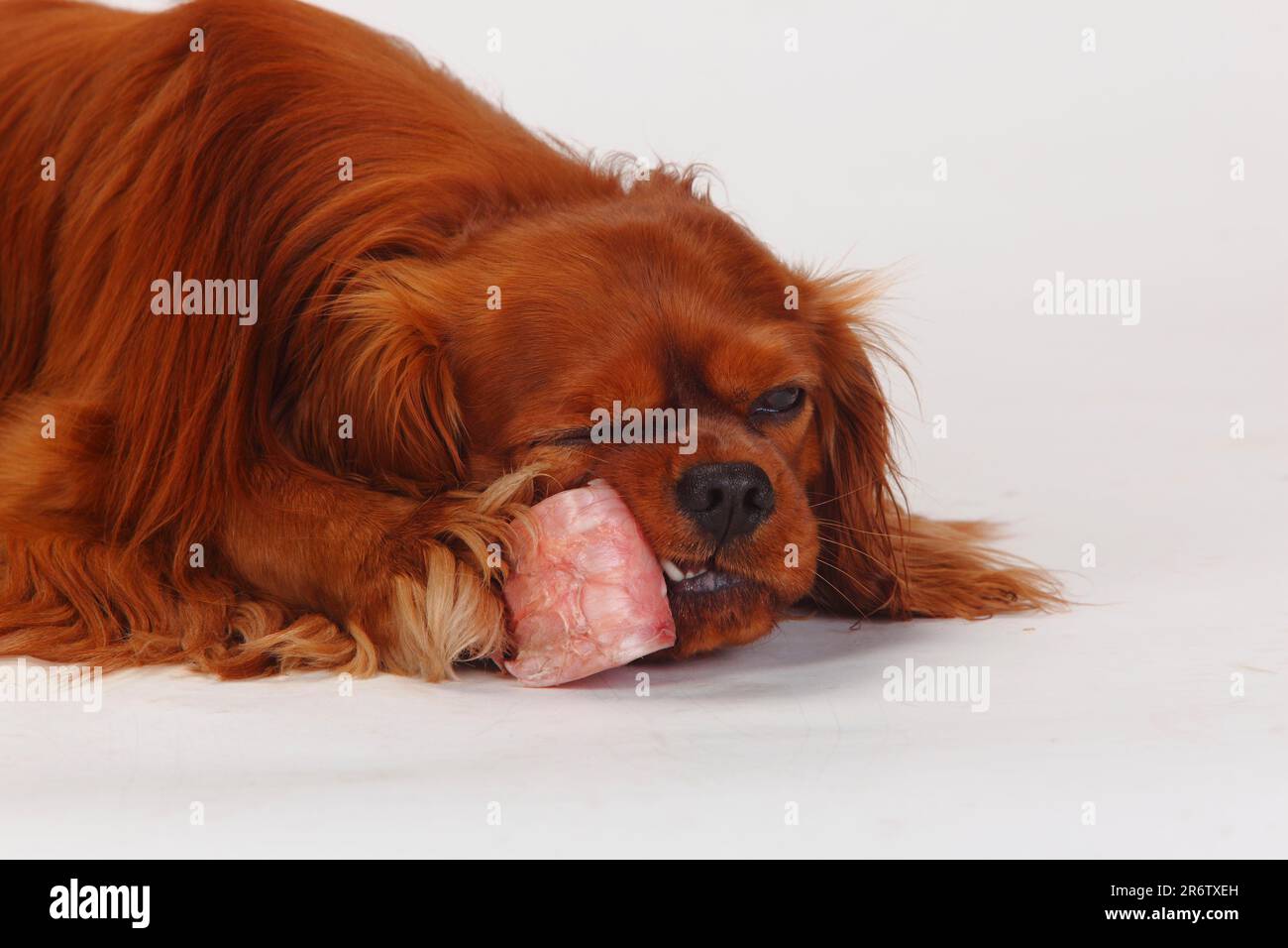 Cavalier King Charles Spaniel, ruby, eats raw meat, raw bones, trotting ...