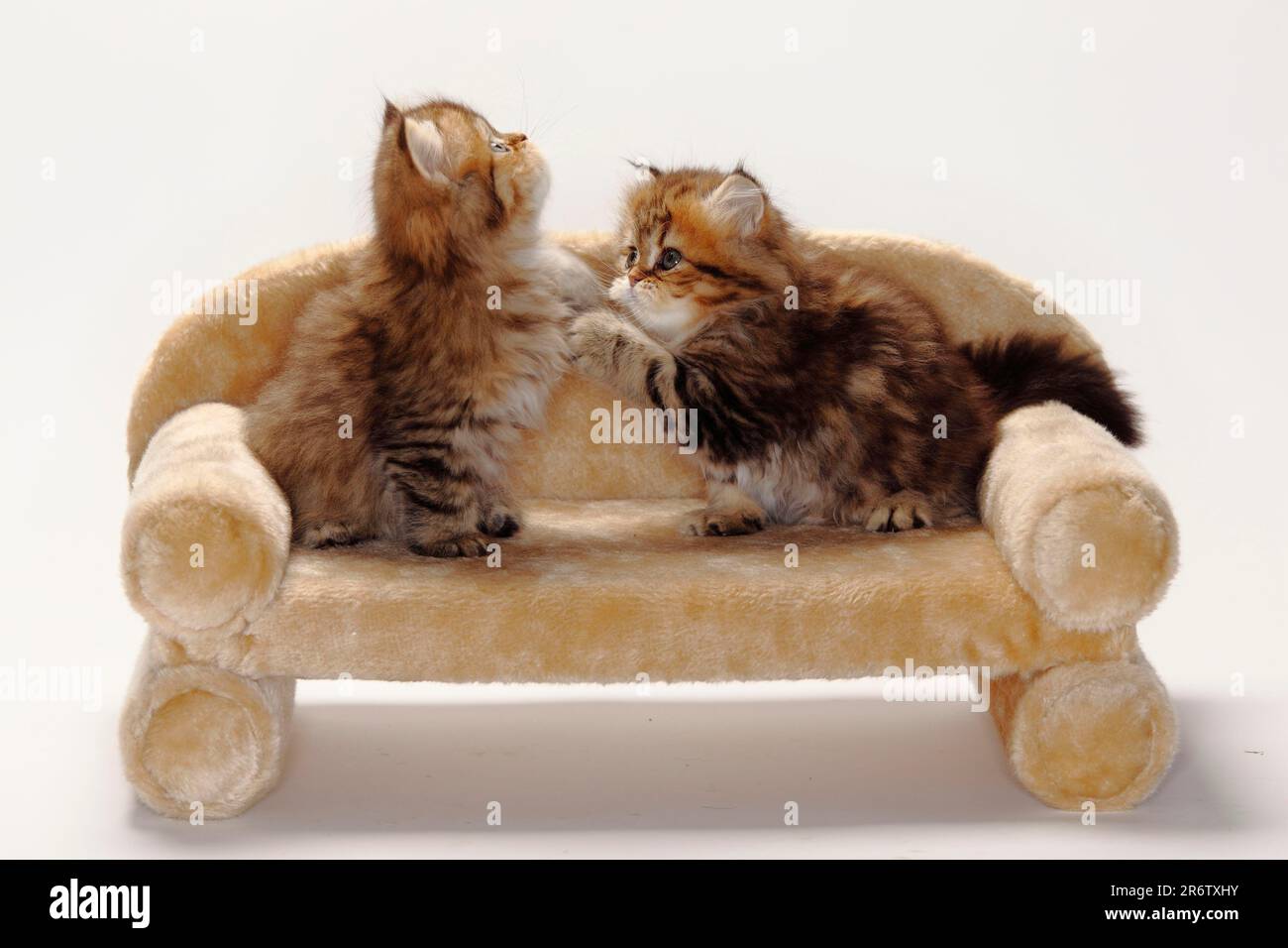 British longhair cats, Kittens, 8 weeks, black-golden, British longhair ...