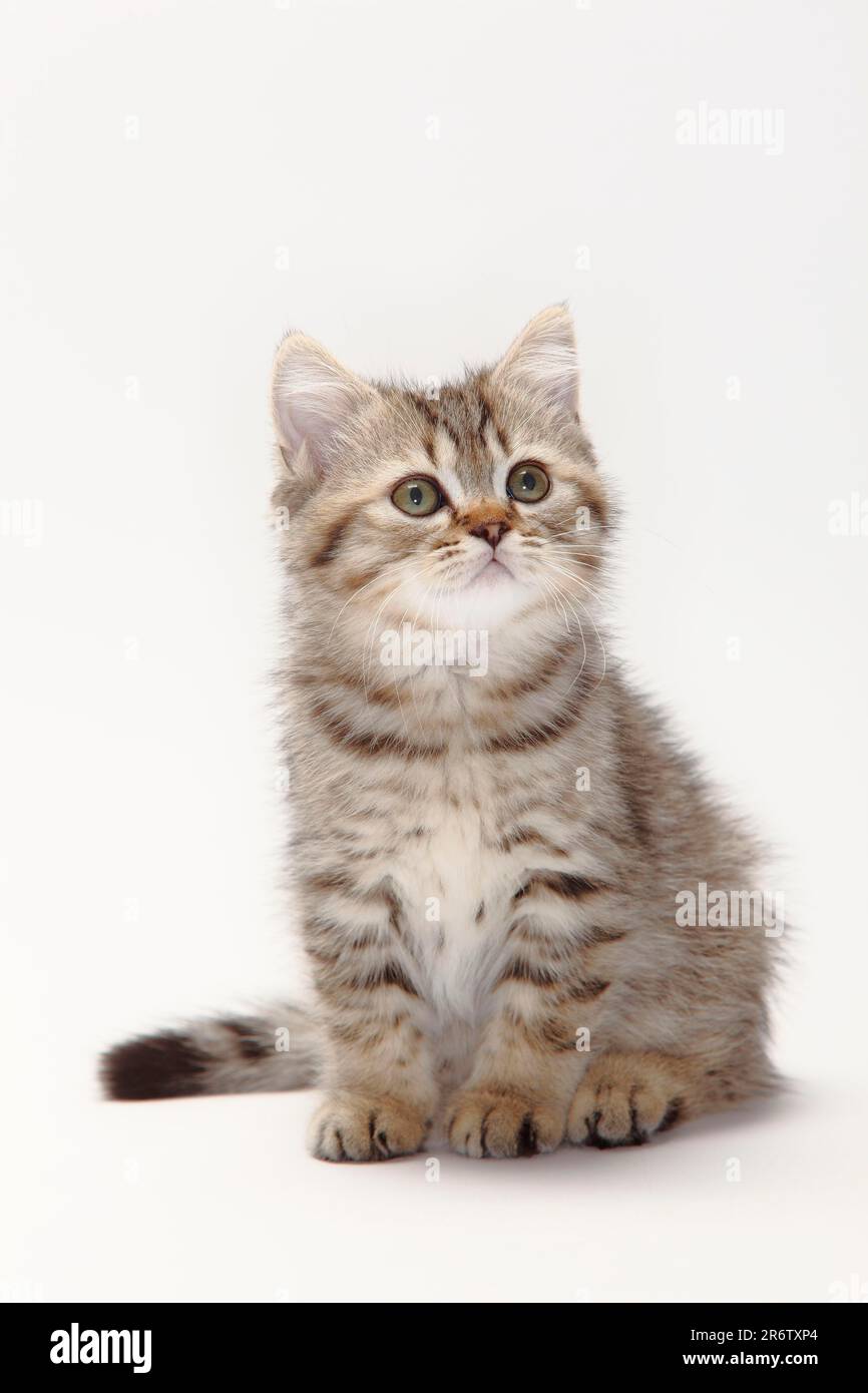 British longhair cat, kitten, 10 weeks, black-golden-mackerel ...