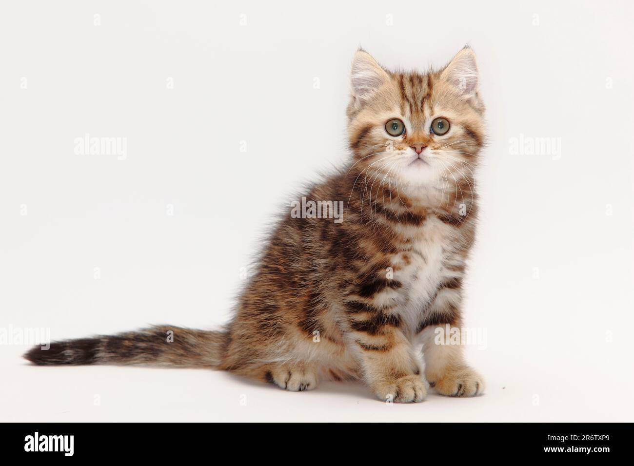 British shorthair cat, kitten, black-golden-classic, 10 weeks, BKH ...
