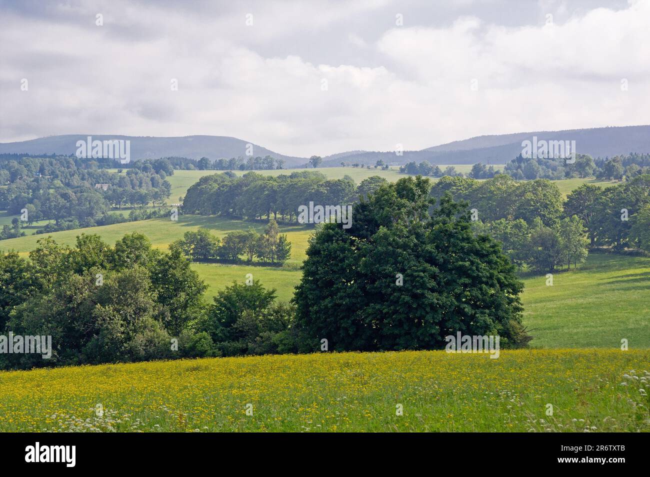 Typical Summer Czech Landscape in Eastern Bohemia with trees Stock ...
