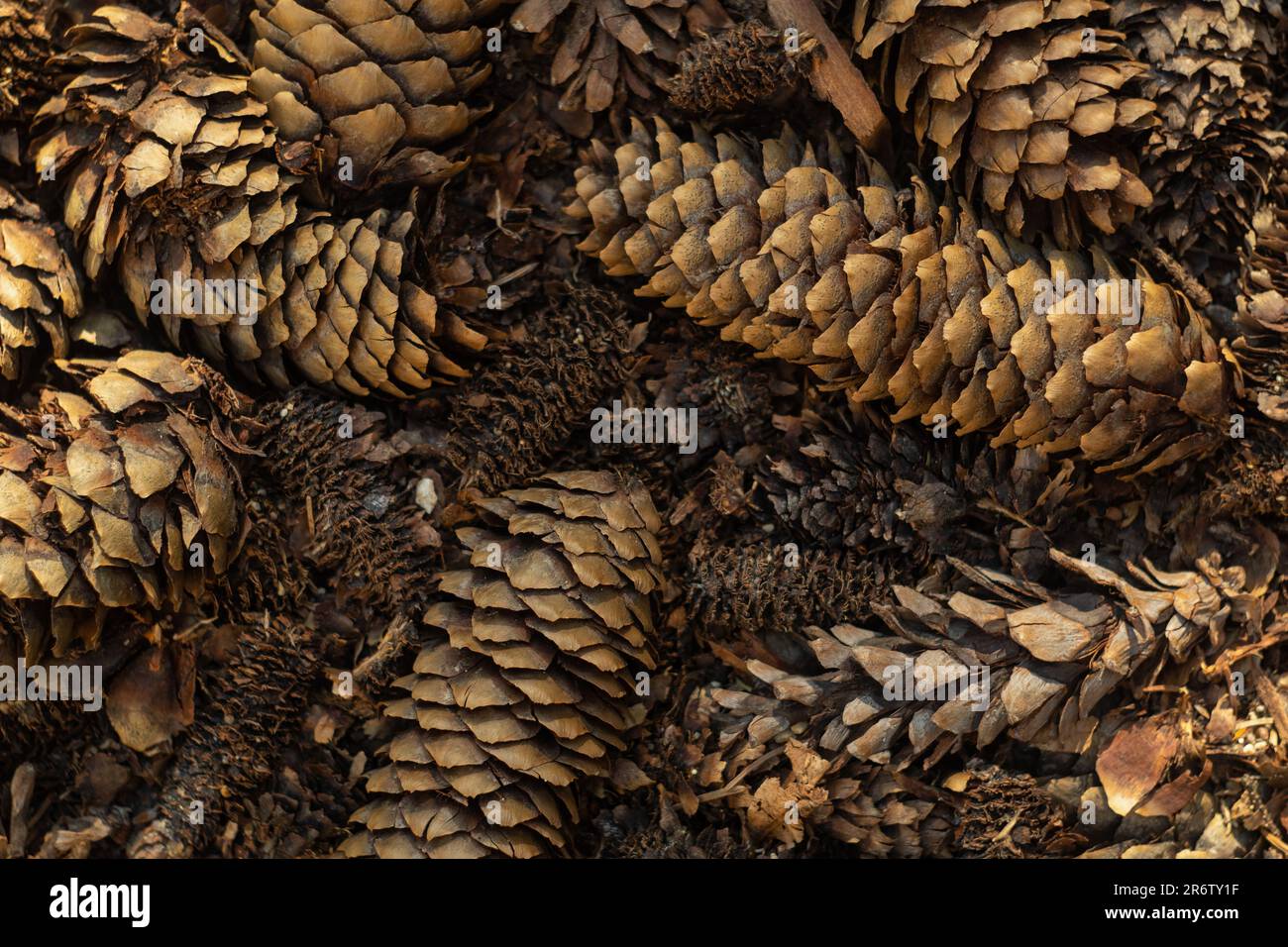 Close-up pile of pine cones background. Pine cones background Stock ...