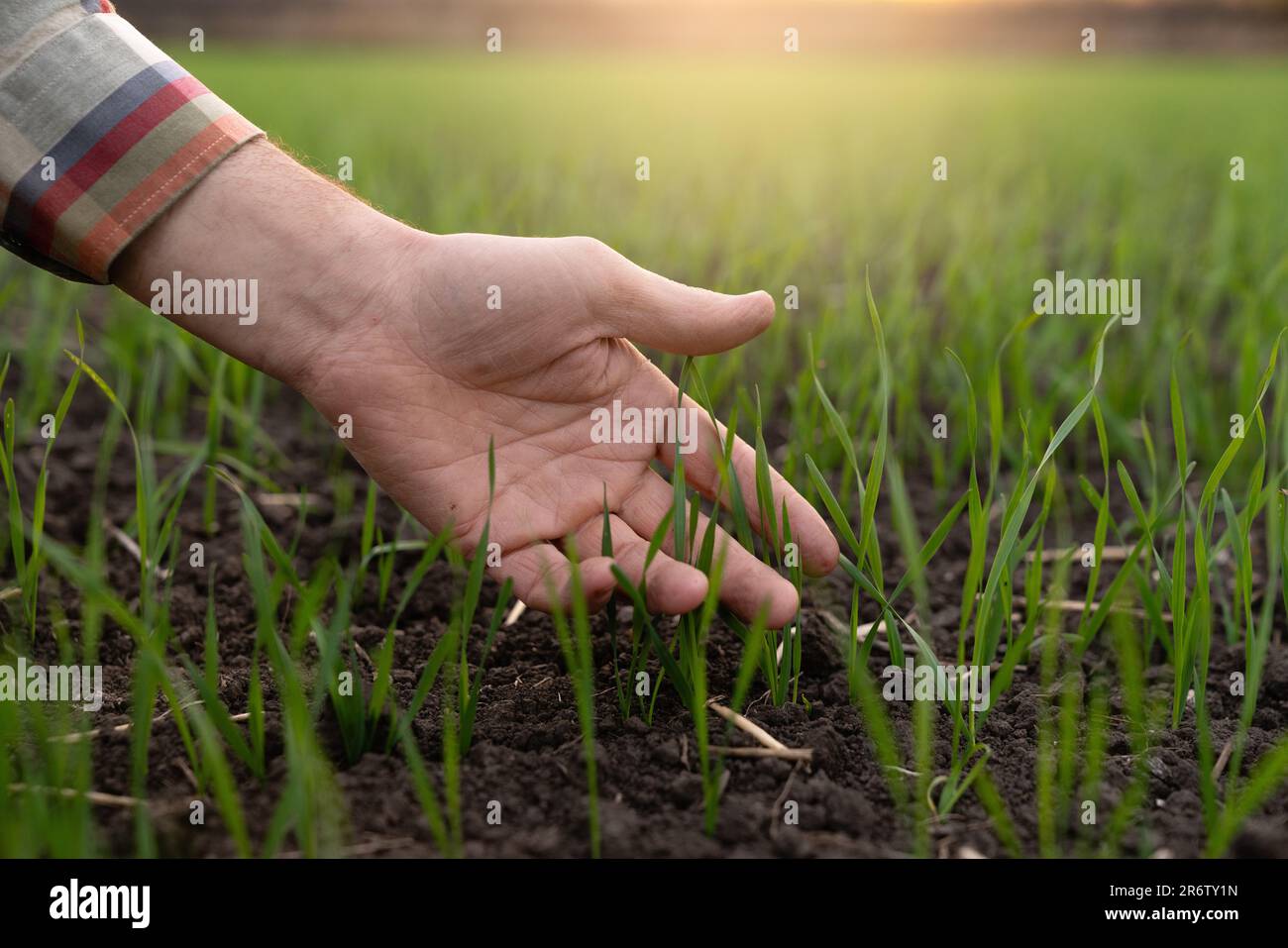 Farmer field hand cereal hi-res stock photography and images - Alamy