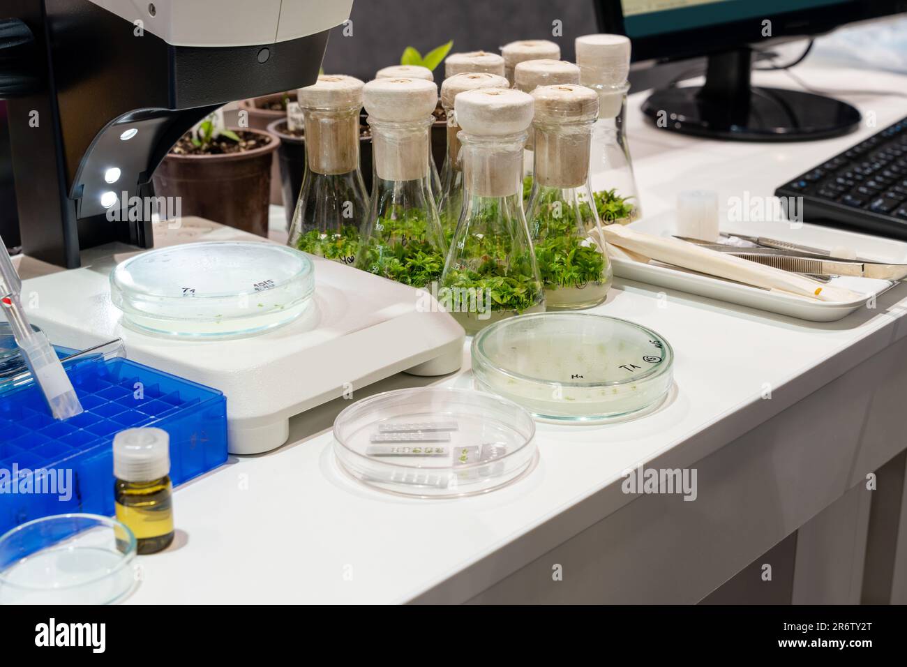 Growing wheat and beans in the laboratory. Smart technologies in ...