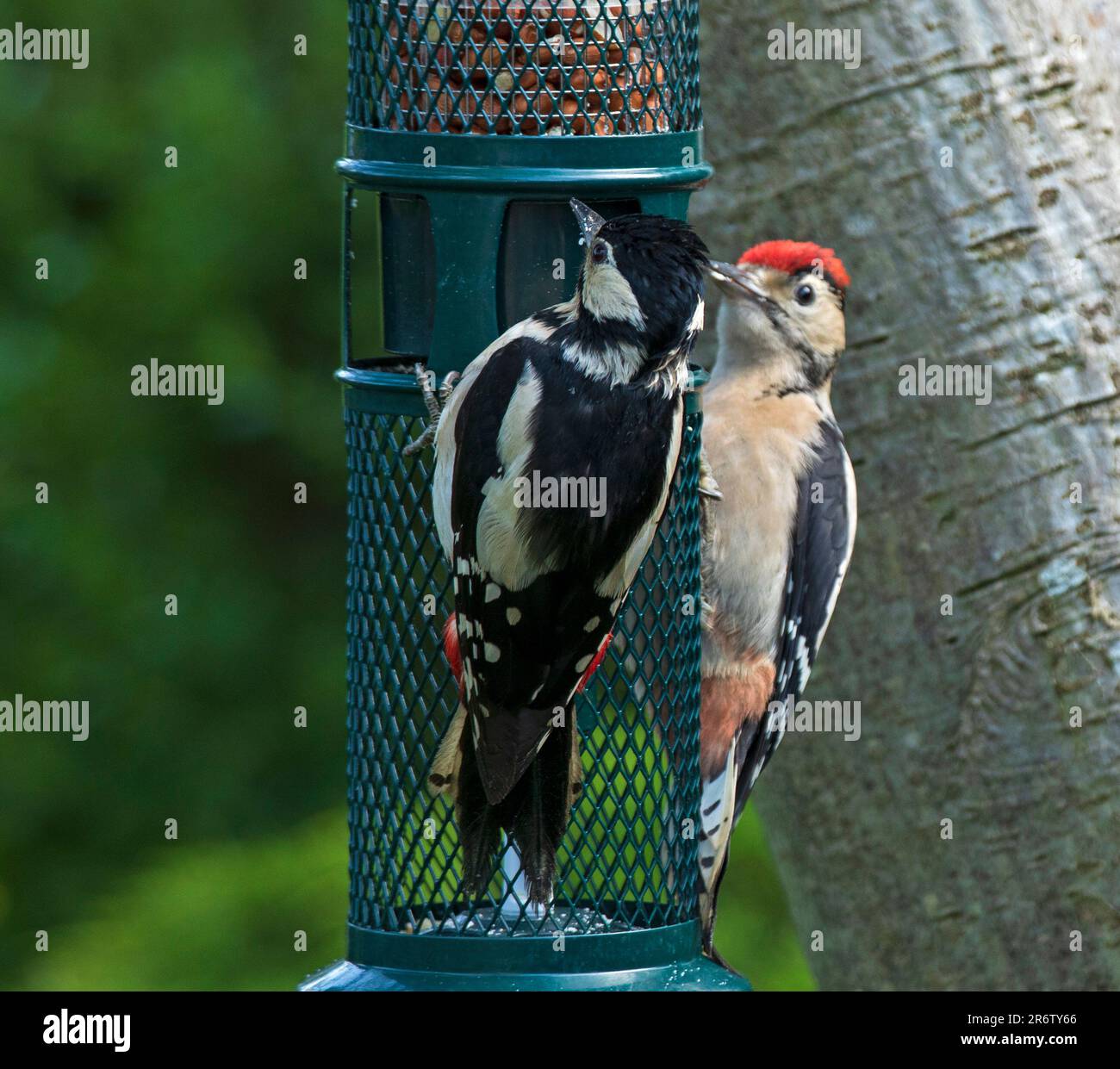 Edinburgh, Scotland, UK. 11 June 2023. Adult female and junior with the ...