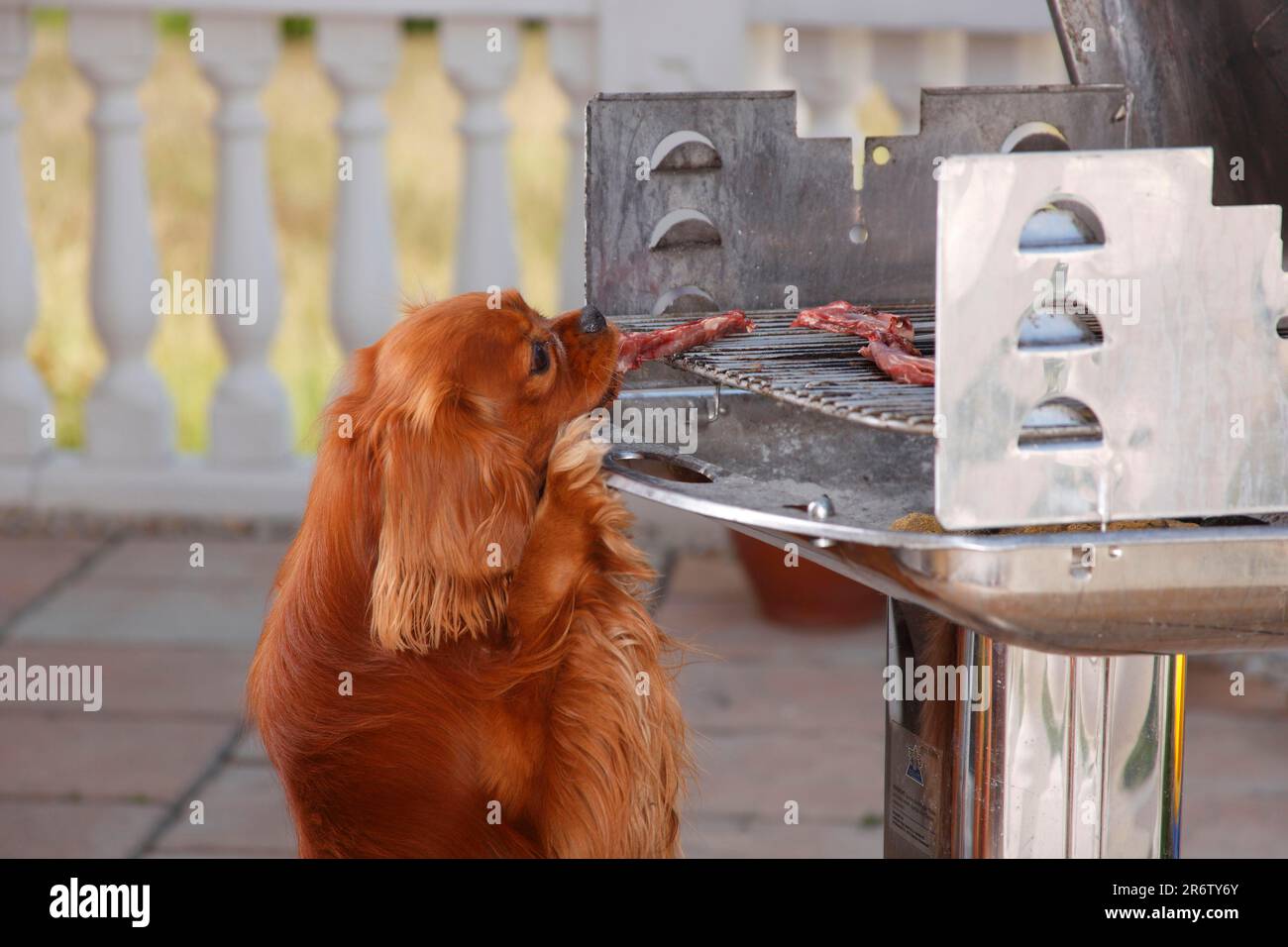 Cavalier King Charles Spaniel, ruby, steals meat from barbecue ...