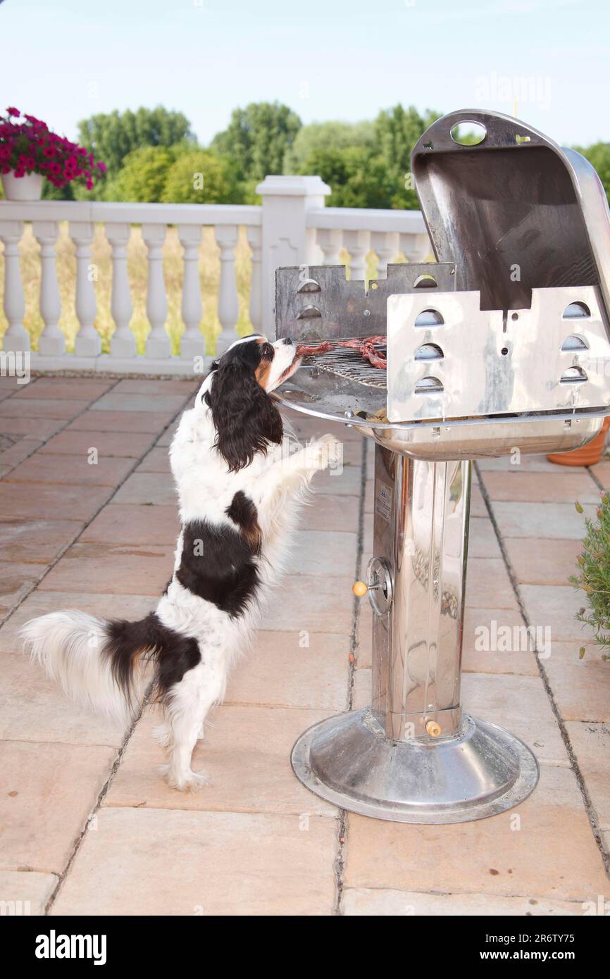 Cavalier King Charles Spaniel, tricolour, steals meat from barbecue ...