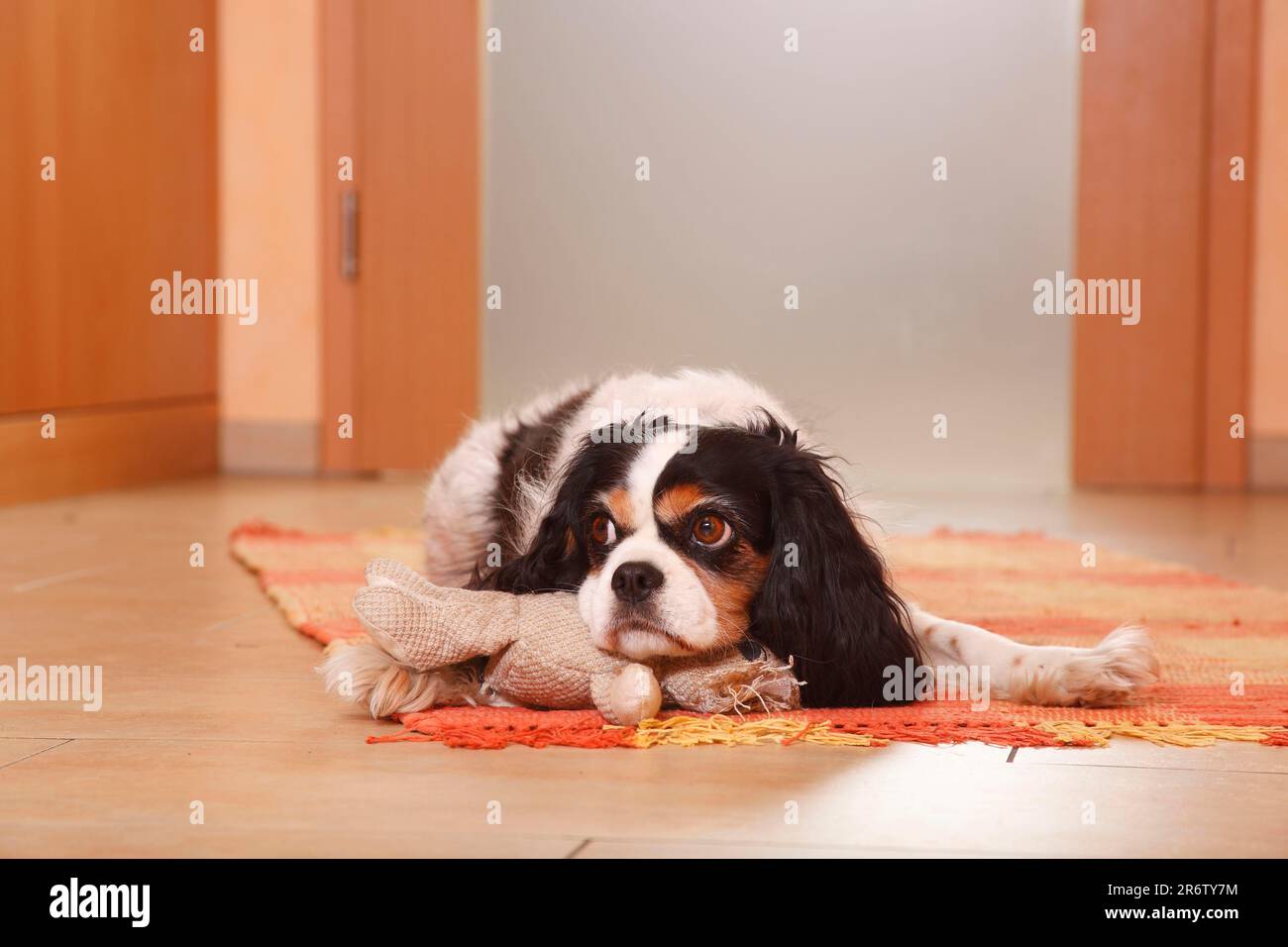 Cavalier King Charles Spaniel, tricolour, carpet, corridor, cuddly toy ...