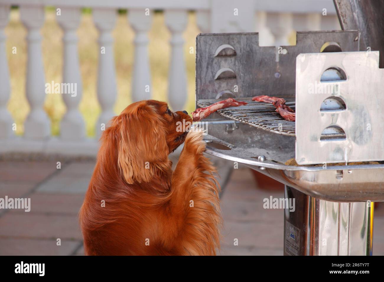 Cavalier King Charles Spaniel, ruby, steals meat from barbecue ...