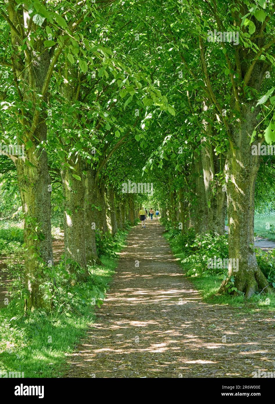Swindon Coate Water park Avenue of Beech Trees Wiltshire Stock Photo ...