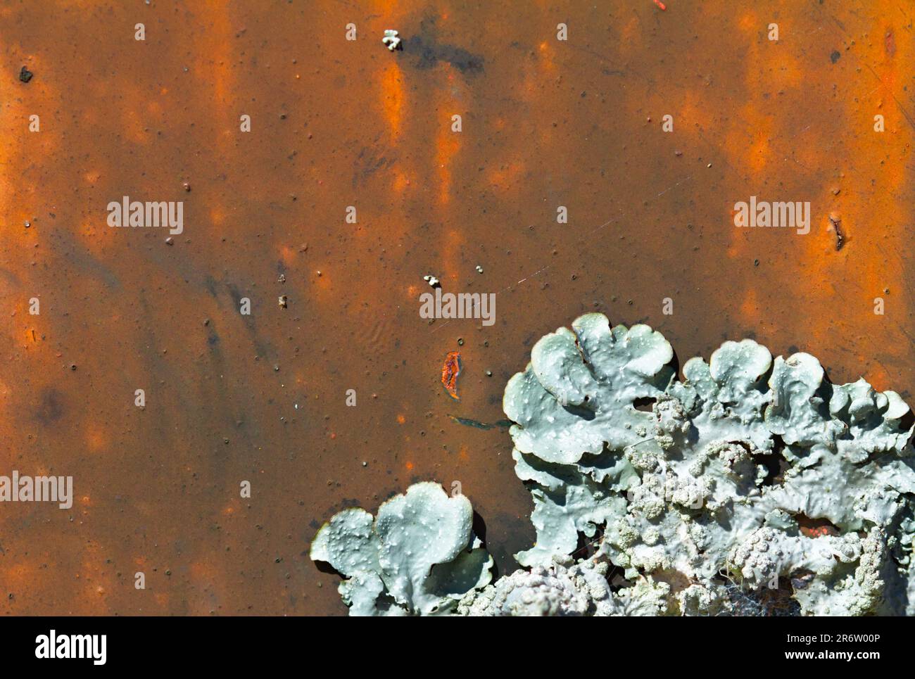 Foliose Lichen With Flat Leaf Like Lobes Growing On Rusty Metal Pole ...