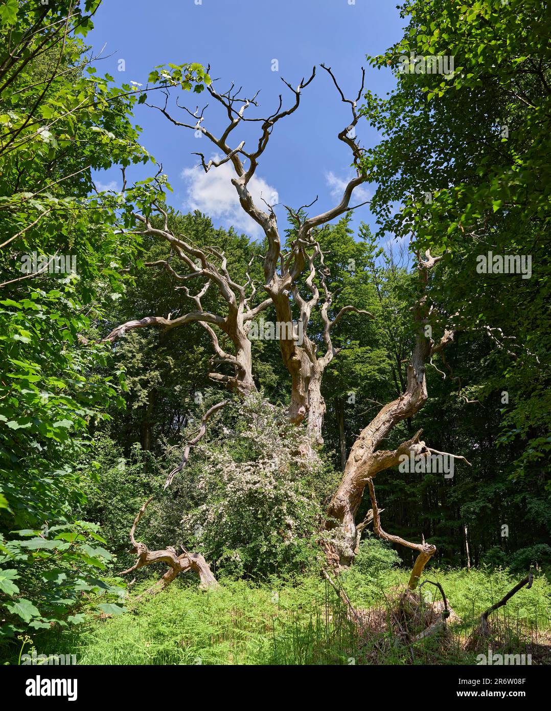 Savernake forest Marie-Louise oak ancient oak trees Stock Photo - Alamy