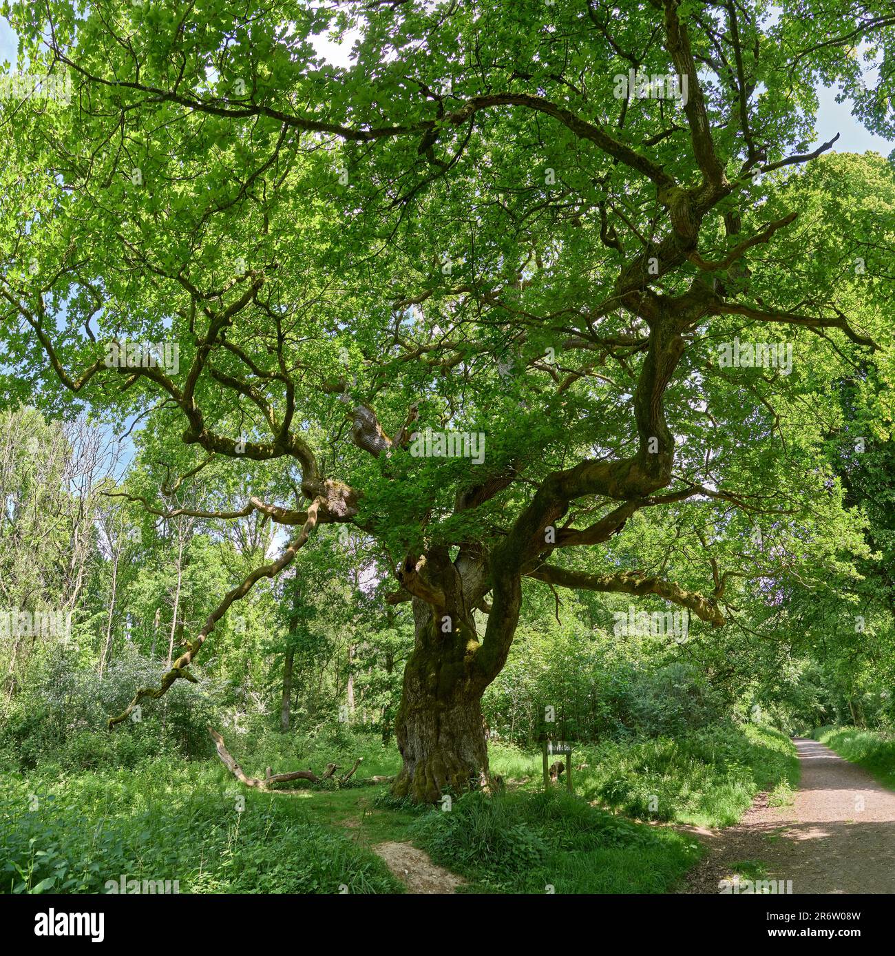 Savernake road hi-res stock photography and images - Alamy