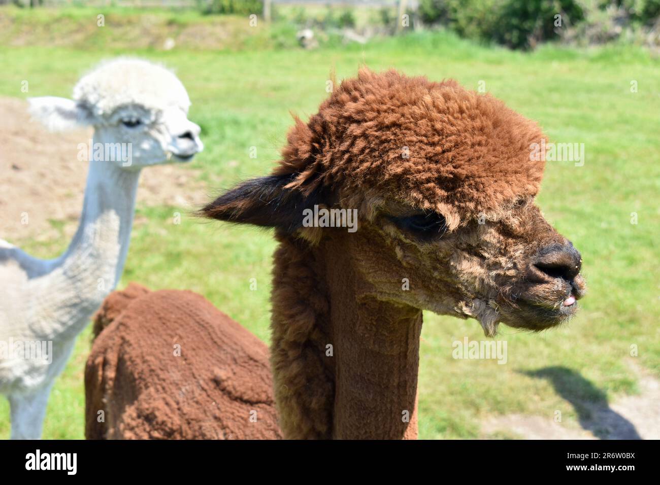 Brown and white alpacas Stock Photo - Alamy