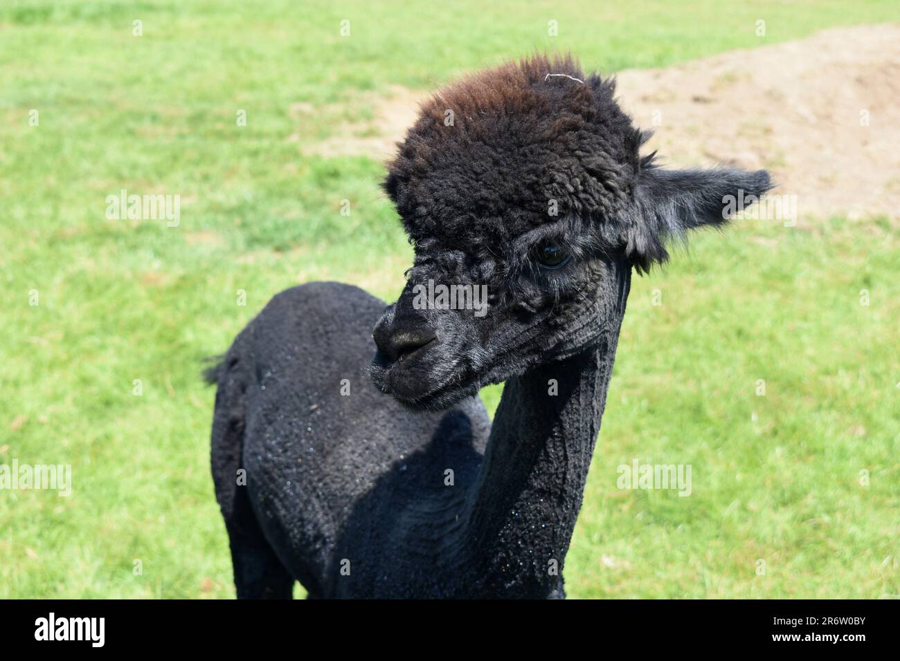 Black alpaca hi-res stock photography and images - Alamy