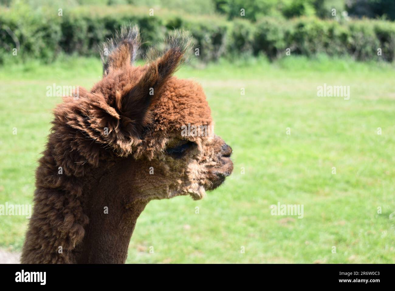 Side view of alpacas face hi-res stock photography and images - Alamy