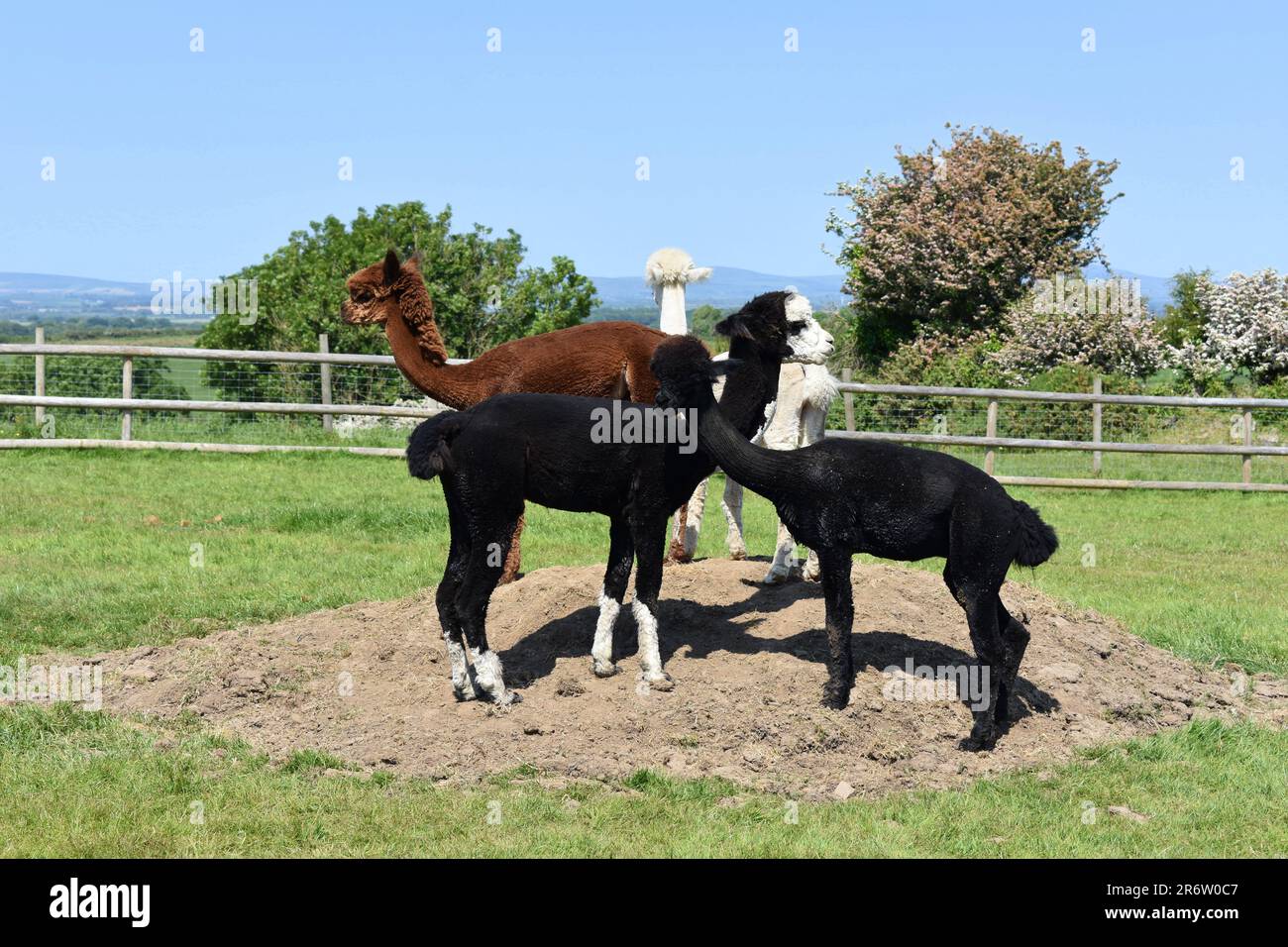 Alpaca field hi-res stock photography and images - Alamy