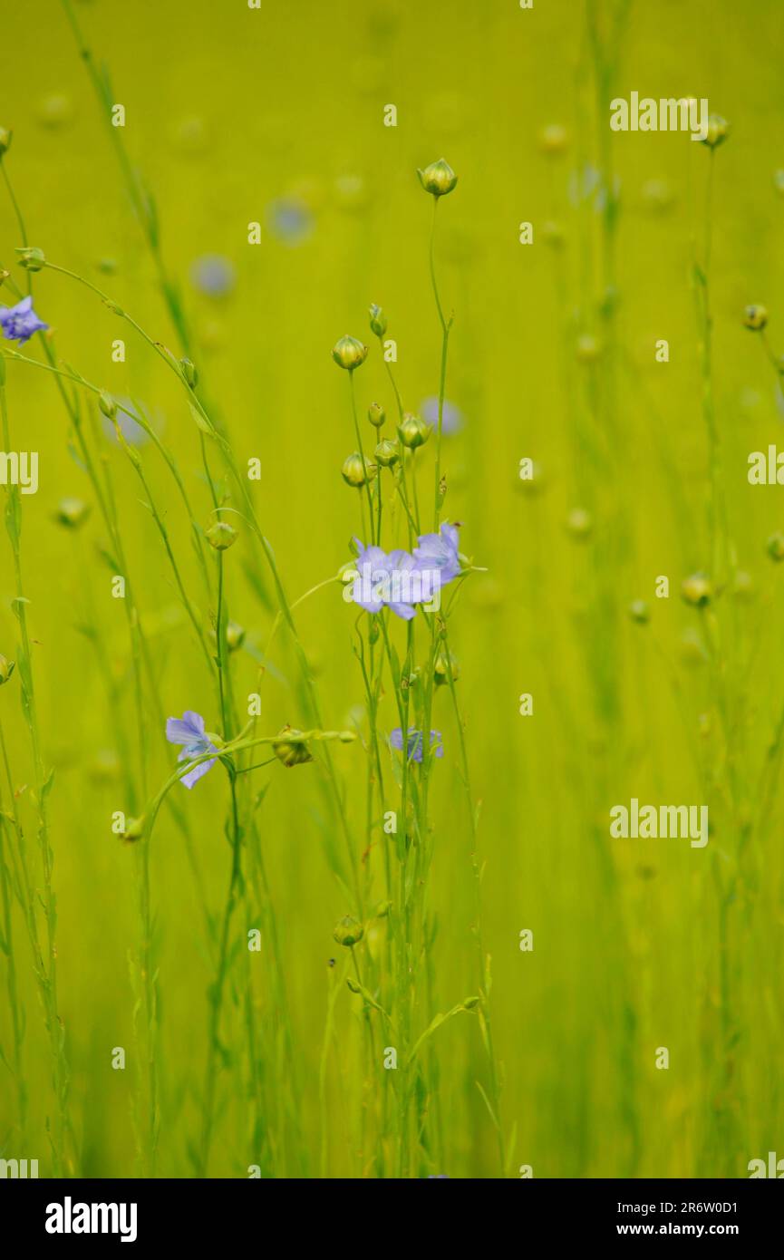 Common Flax (Linum usitatissimum Stock Photo - Alamy