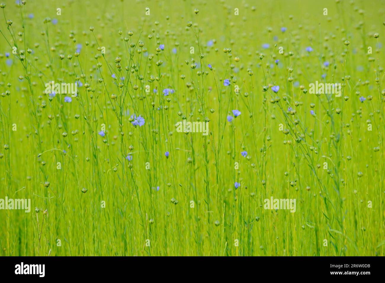 Common Flax (Linum usitatissimum Stock Photo - Alamy