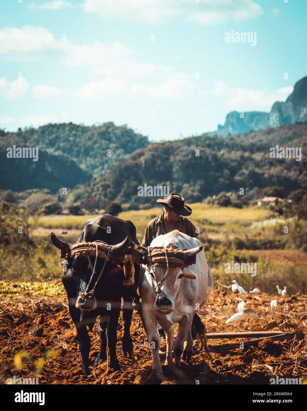Amidst the tobacco field, a Cuban farmer and his trusty cows labor ...