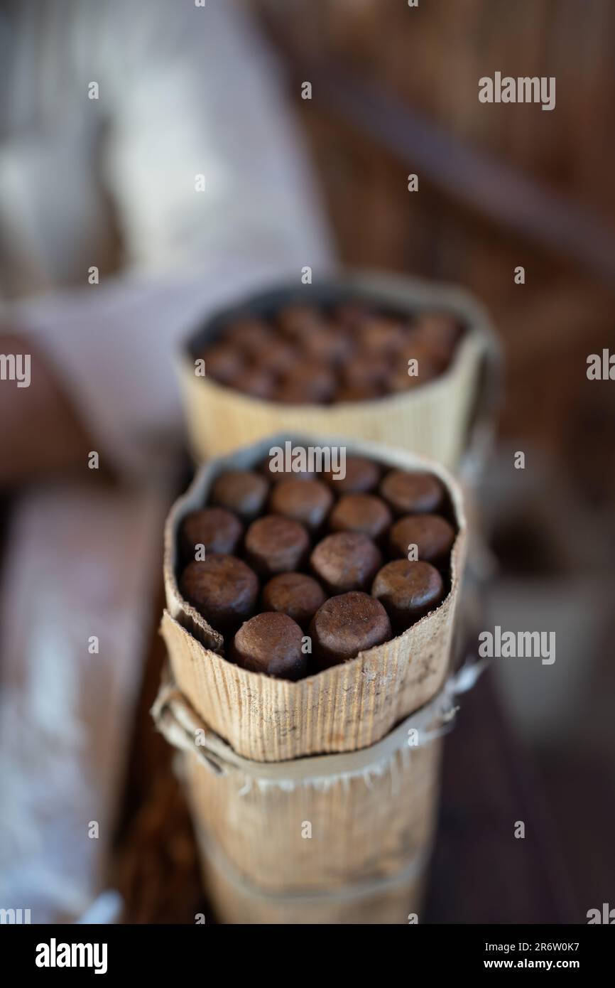 Dry palm leaves lovingly cradle cigars, embodying the union of ...