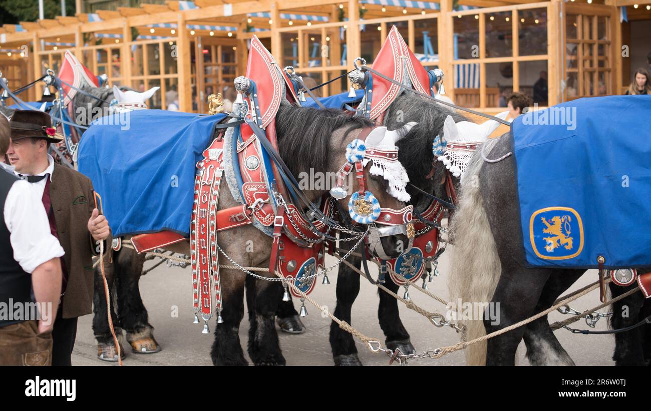A group of equine animals standing in a row in an outdoor event, with ...