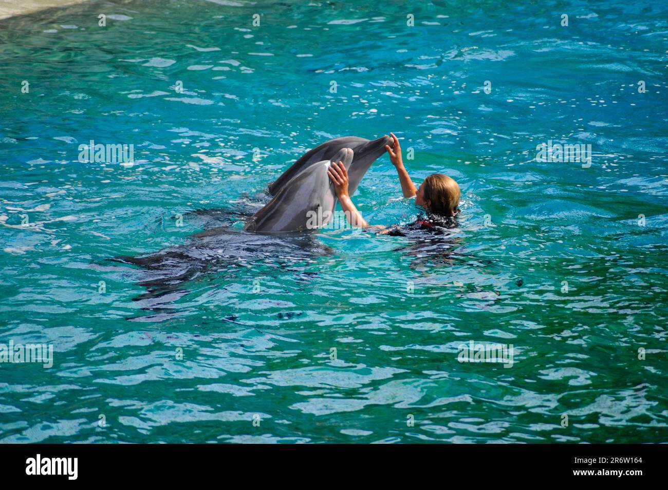 Dolphin Show, Flanders, Dolphinarium, Dolphin Show, Boudewijnpark ...