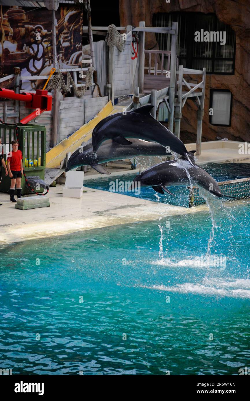 Dolphin Show, Flanders, Dolphinarium, Dolphin Show, Boudewijnpark ...
