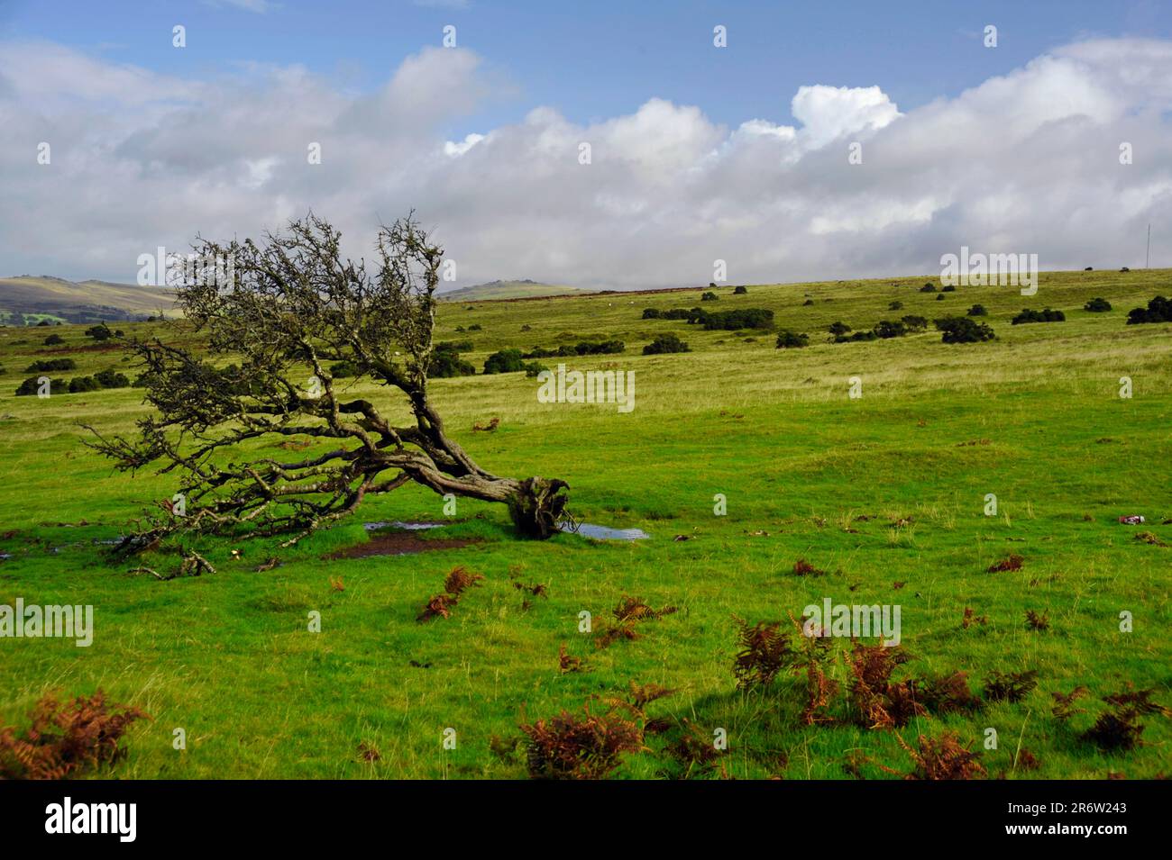 Moorland, Dartmoor National Park, Devon, England, Great Britain Stock ...
