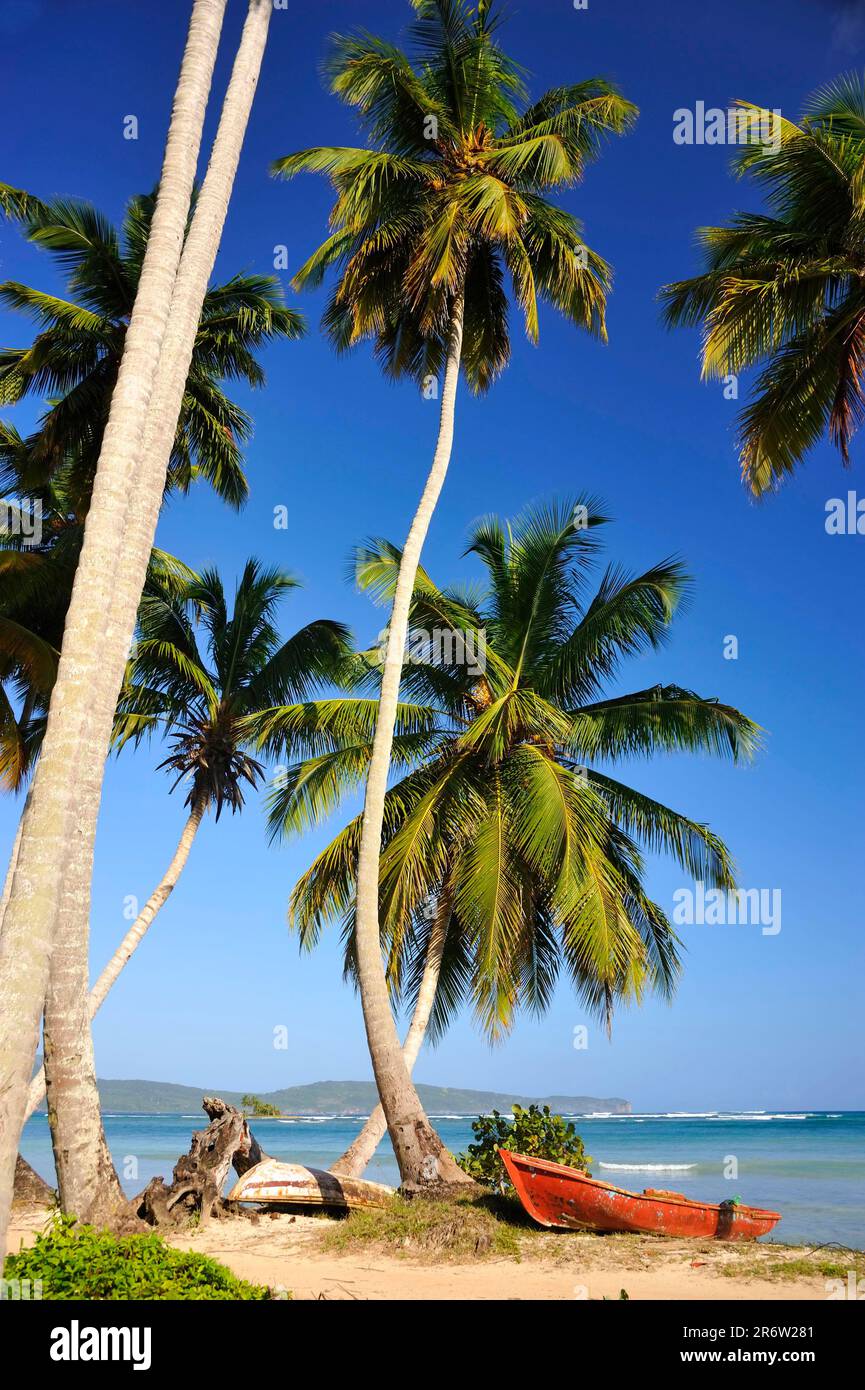 Coast with palm trees, Las Galeras, Samana, Dominican Republic Stock ...