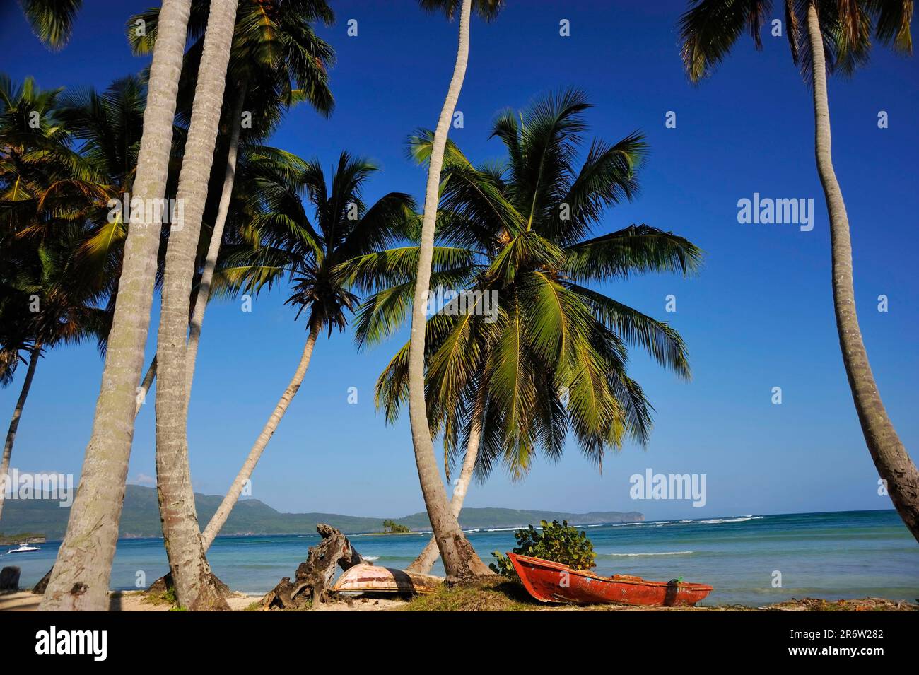 Coast with palm trees, Las Galeras, Samana, Dominican Republic Stock ...