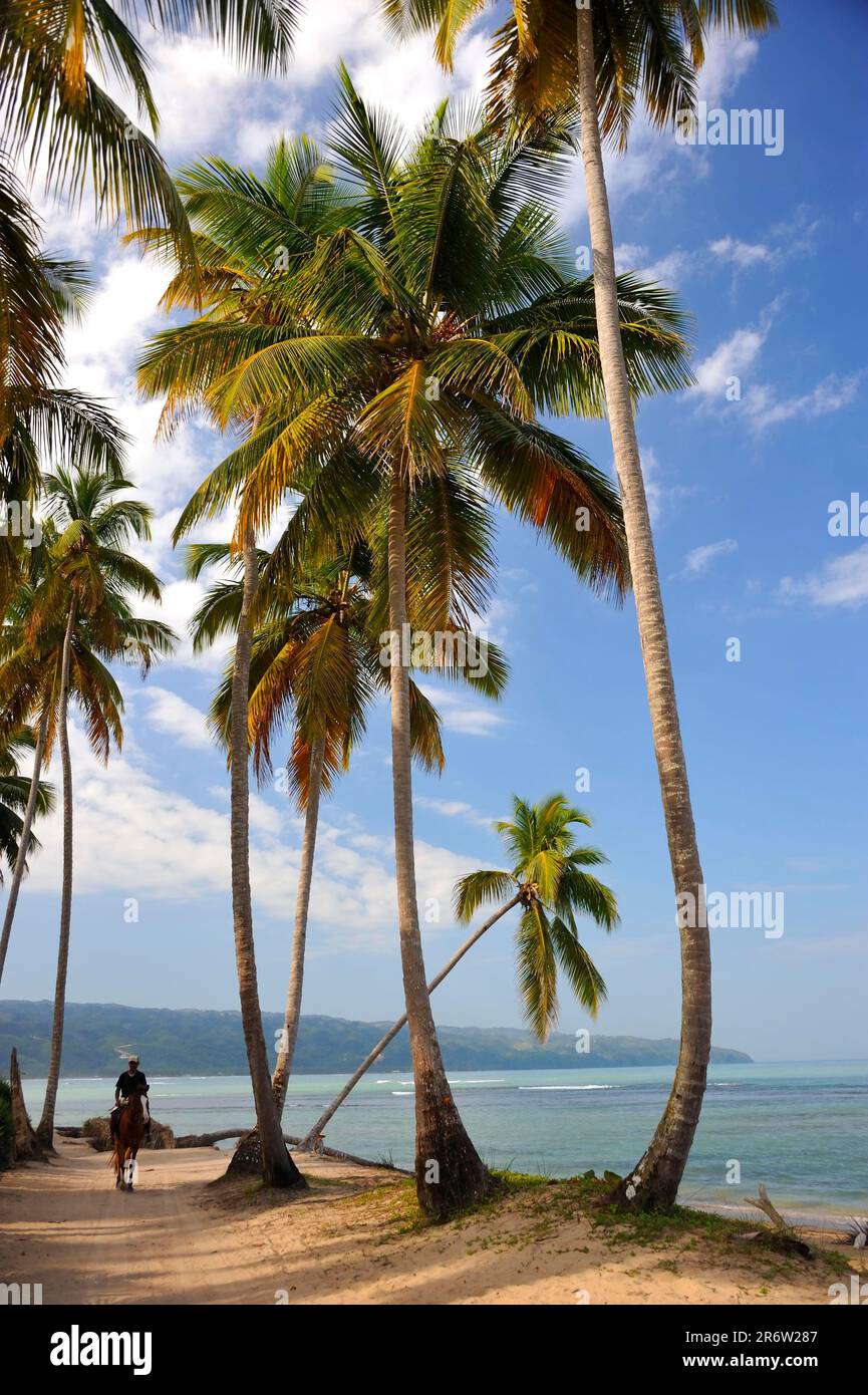 Coast with palm trees, Playa Bonitas, Samana, Dominican Republic Stock ...