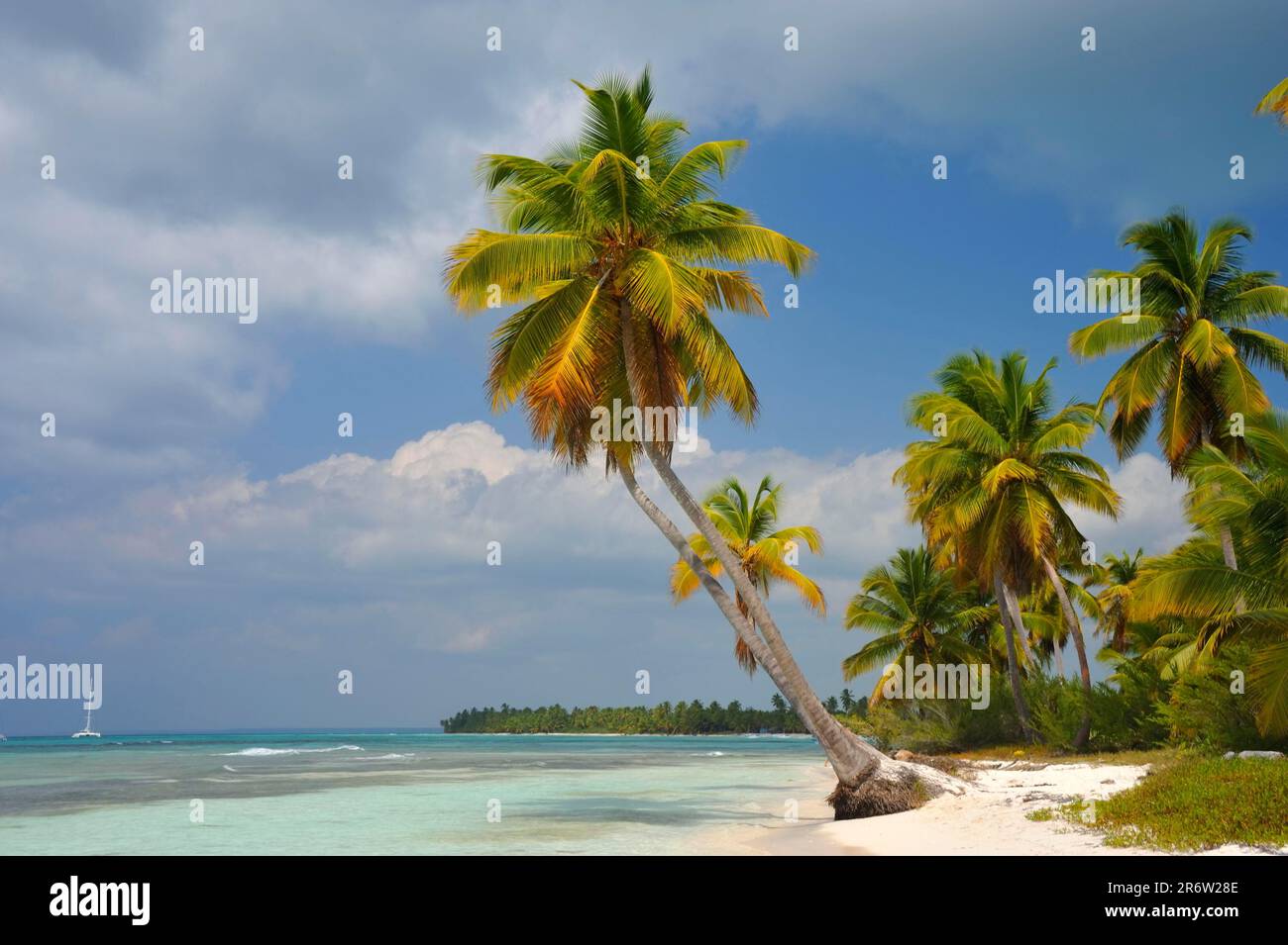 Tropical beach with palm trees, Isla Saona, La Romana, Dominican ...