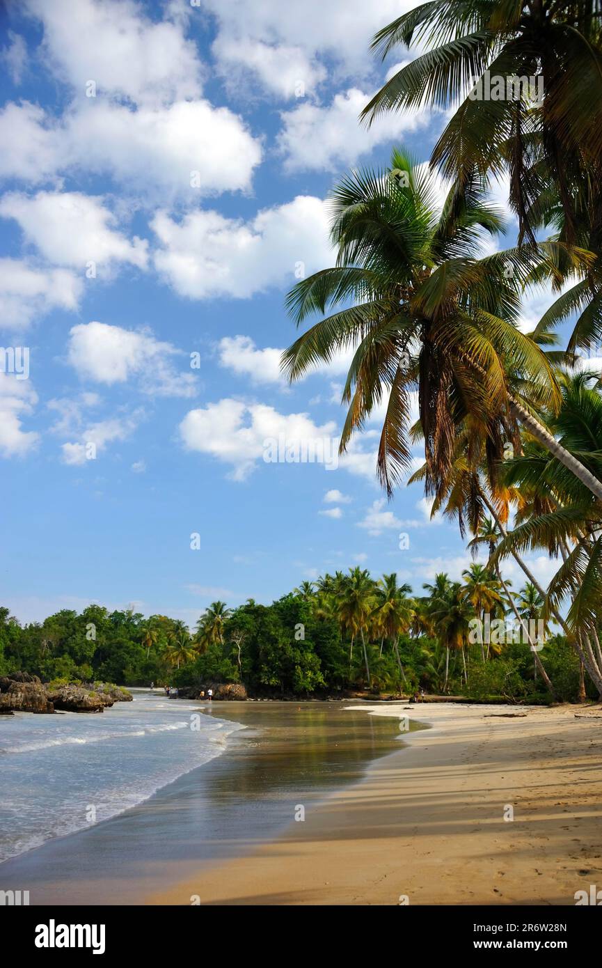 Beach with palm trees, Playa Bonitas, Samana, Dominican Republic Stock ...